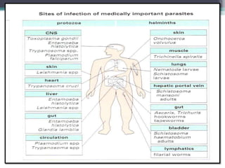 Immunity to parasitic infections | PPT