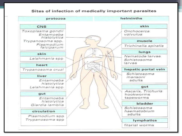 Immunity to parasitic infections | PPT | Infectious Diseases | Diseases ...
