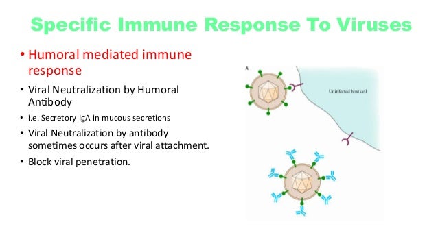 Immunity to virus