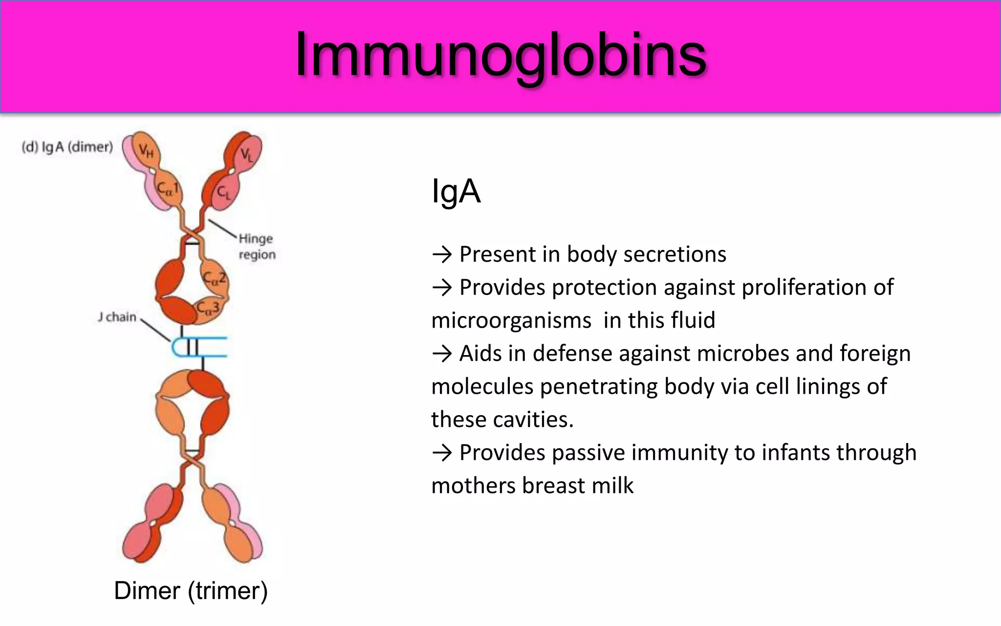 Immunity. Basic princeples of humoral and cellular immune response. | PPTX
