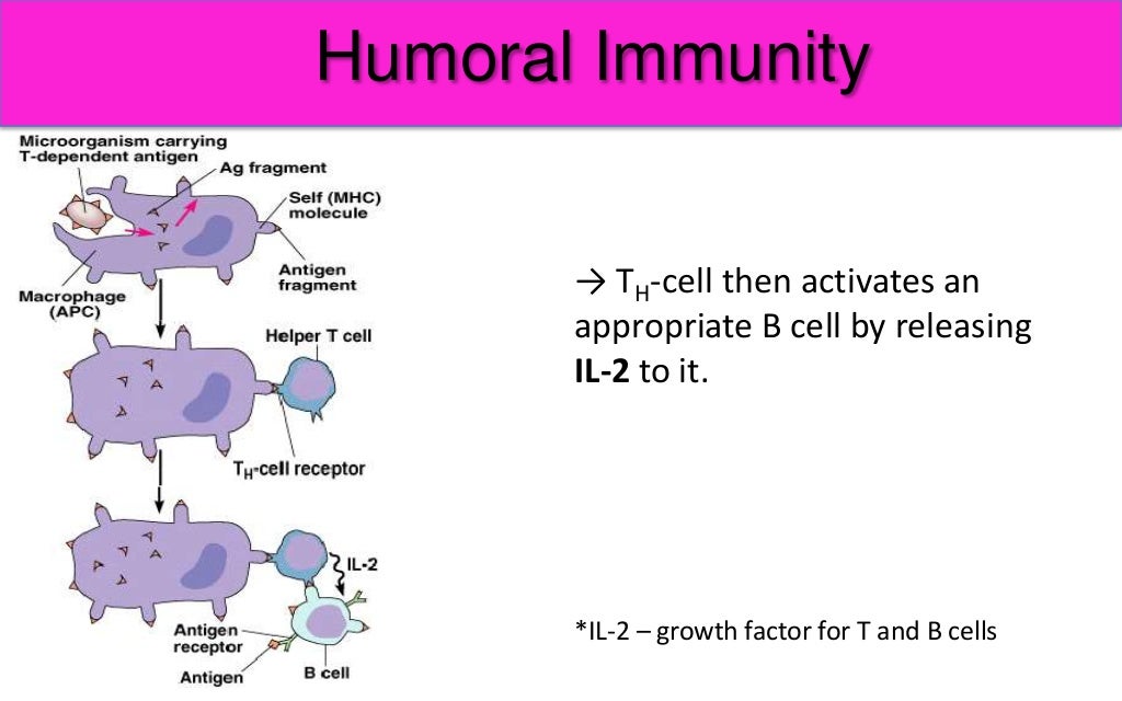 Immunity. Basic princeples of humoral and cellular immune response.