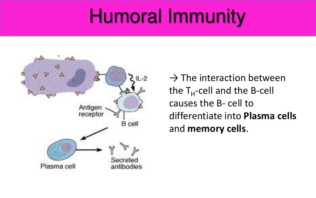 Immunity. Basic princeples of humoral and cellular immune response.