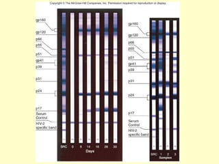 Immunization and-immune-assays-powerpoint-presentation2192 | PPT