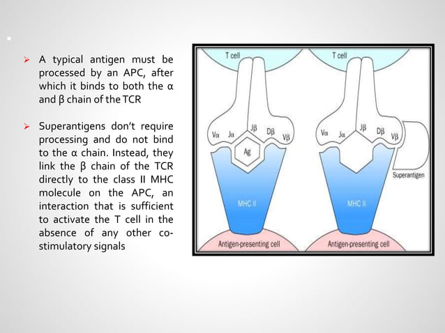 Superantigen | PPTX