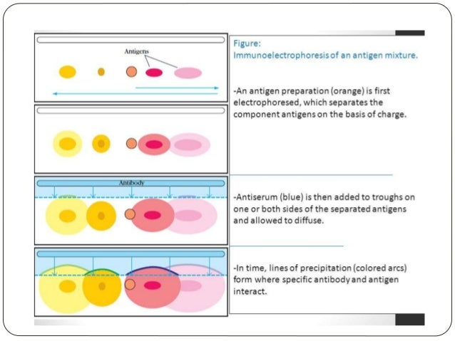 Immunoelectrophoresis