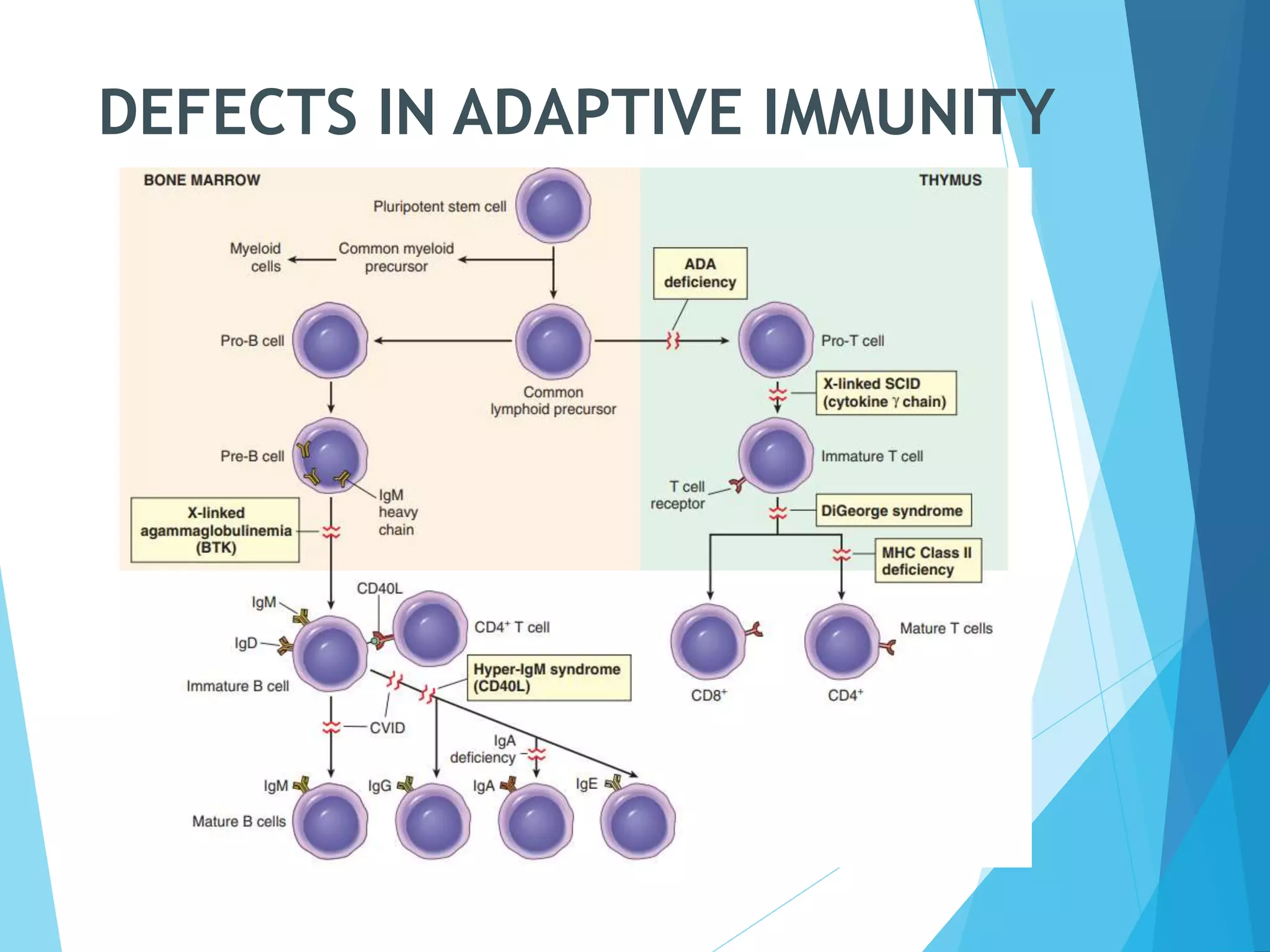 Primary immunodeficiency disorders | PPTX