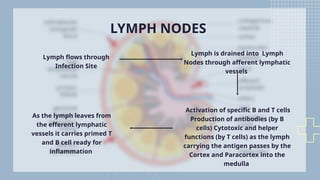 adaptive immunity and lymph nodes and spleen are here | PPTX