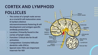 adaptive immunity and lymph nodes and spleen are here | PPTX