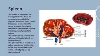 adaptive immunity and lymph nodes and spleen are here | PPTX