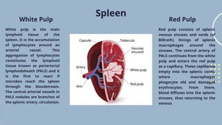 adaptive immunity and lymph nodes and spleen are here | PPTX