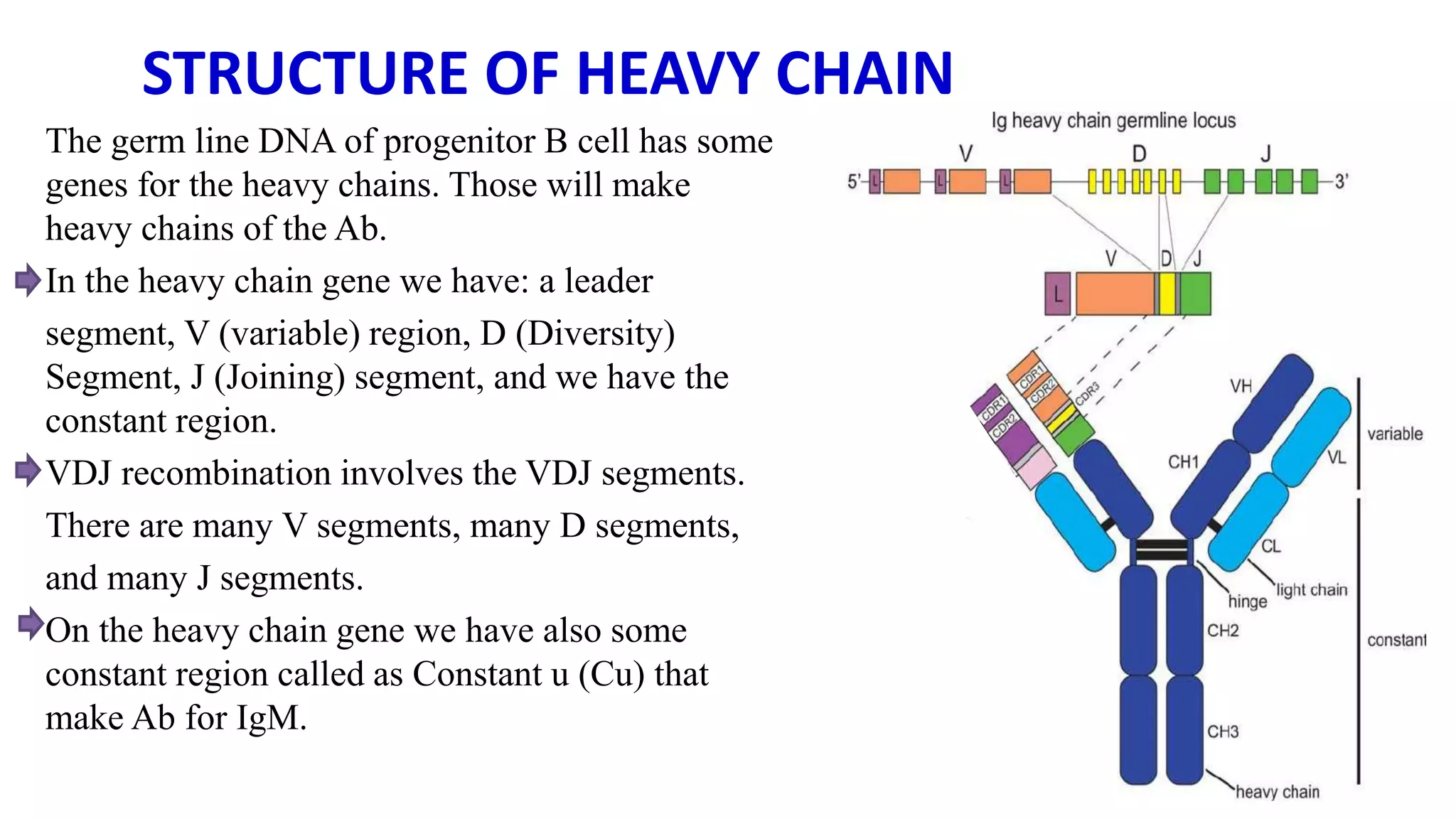 immuno-VDJ recombination.pptx