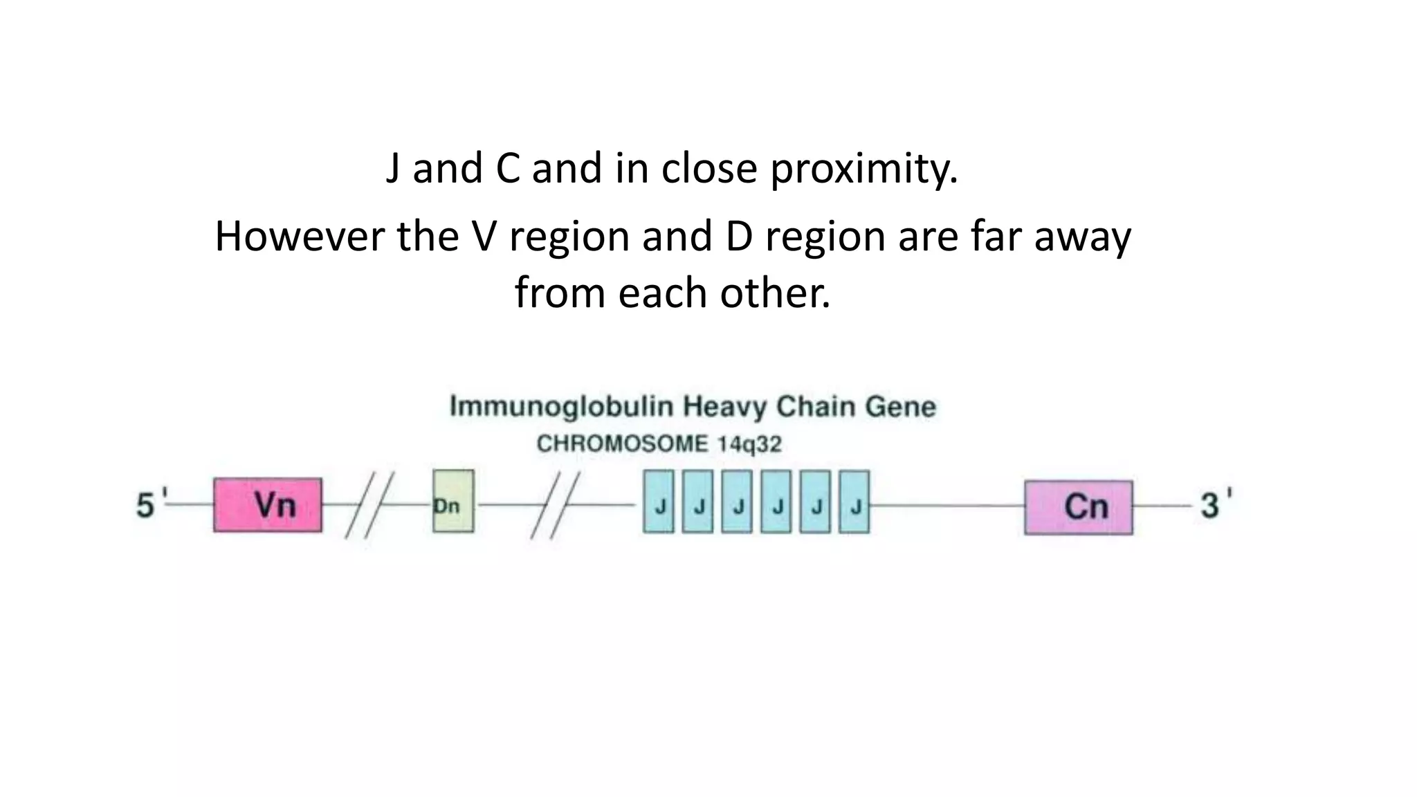 immuno-VDJ recombination.pptx