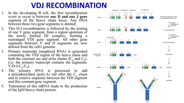 immuno-VDJ recombination.pptx