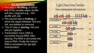 immuno-VDJ recombination.pptx