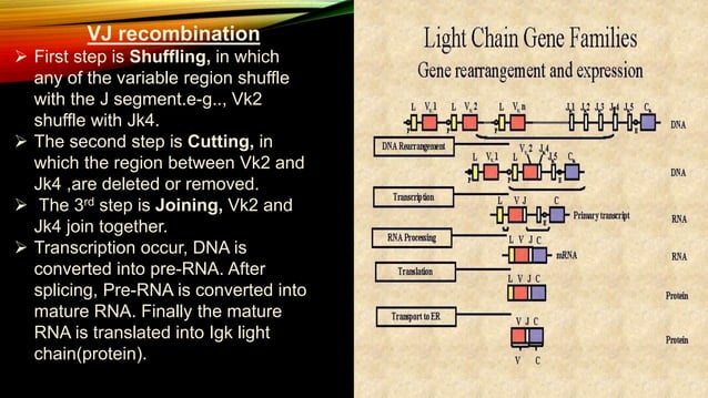 immuno-VDJ recombination.pptx