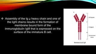 immuno-VDJ recombination.pptx