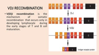 immuno-VDJ recombination.pptx