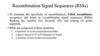 immuno-VDJ recombination.pptx