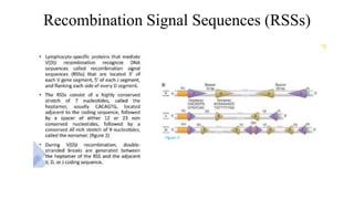 immuno-VDJ recombination.pptx