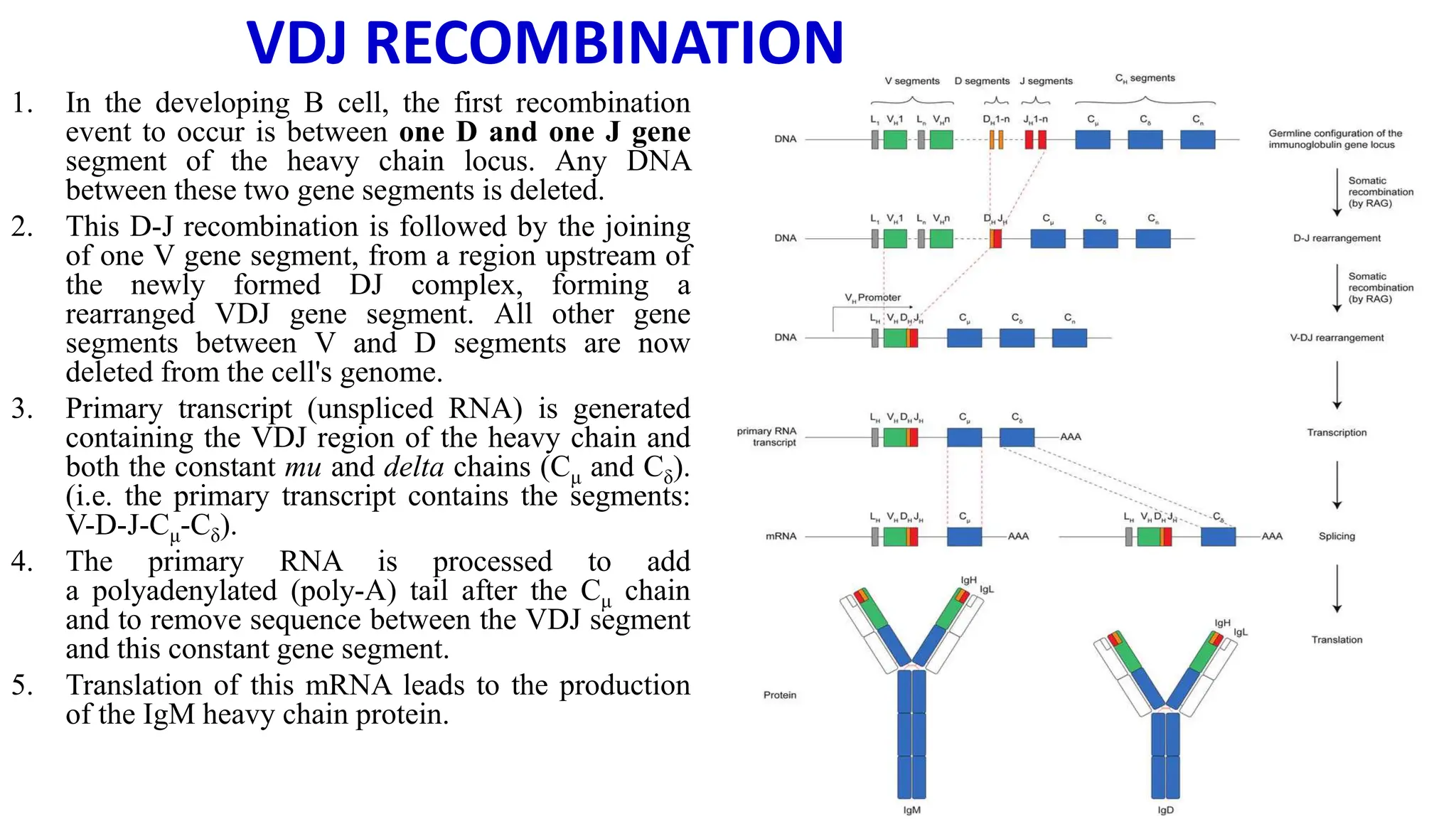 immuno-vdjrecombination-221216091246-e20a99ea 2.pdf