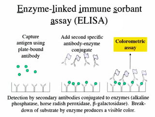 Immunoassay (1).pdf