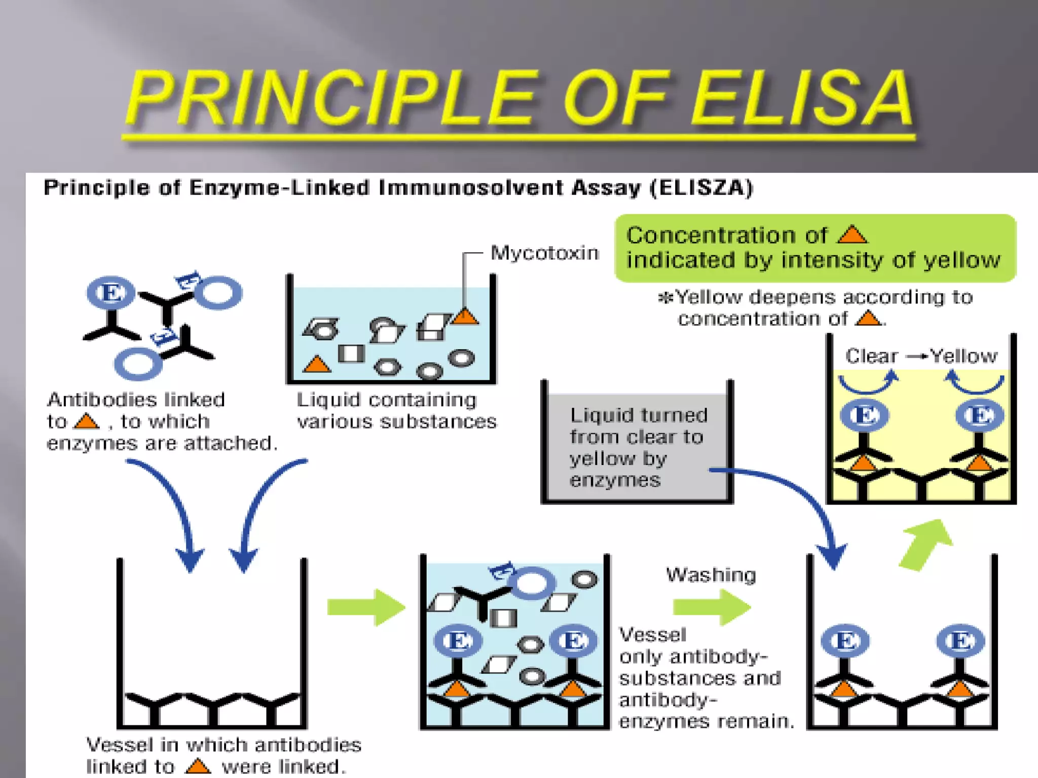 Immunoassay and elisa | PPT