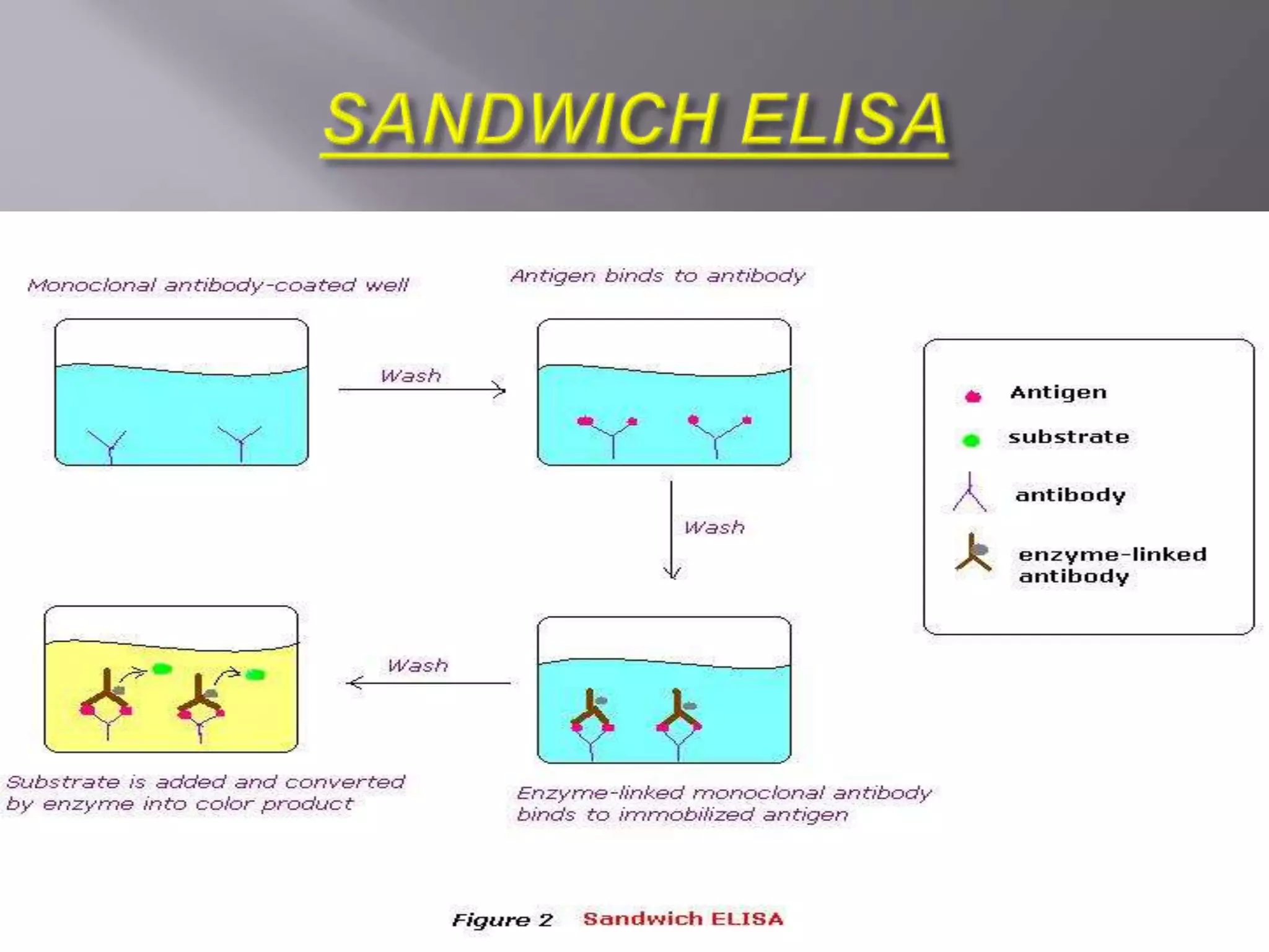 Immunoassay and elisa | PPT