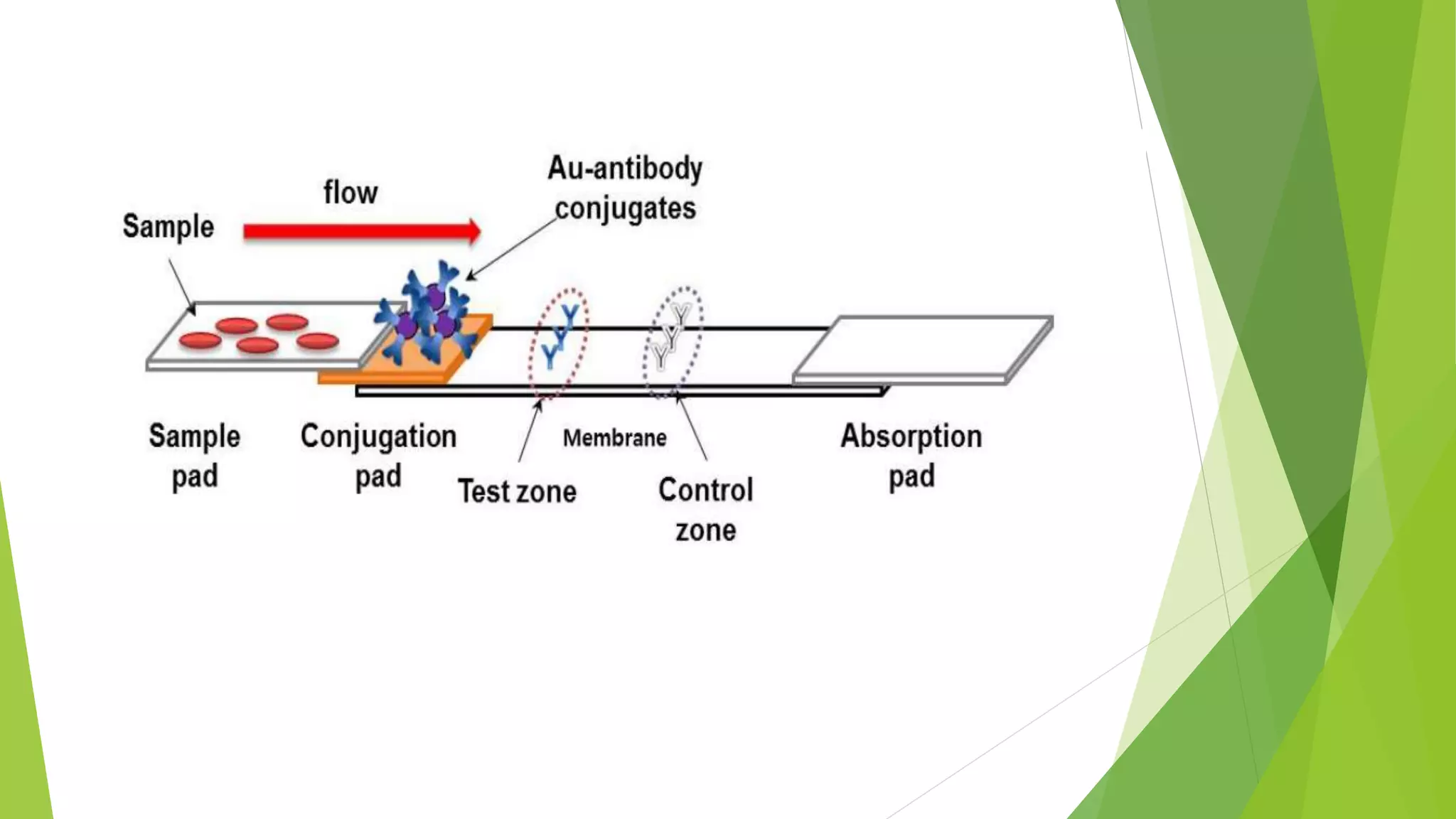 Immunoassay test and forensic toxicology | PPTX | Substance Abuse ...