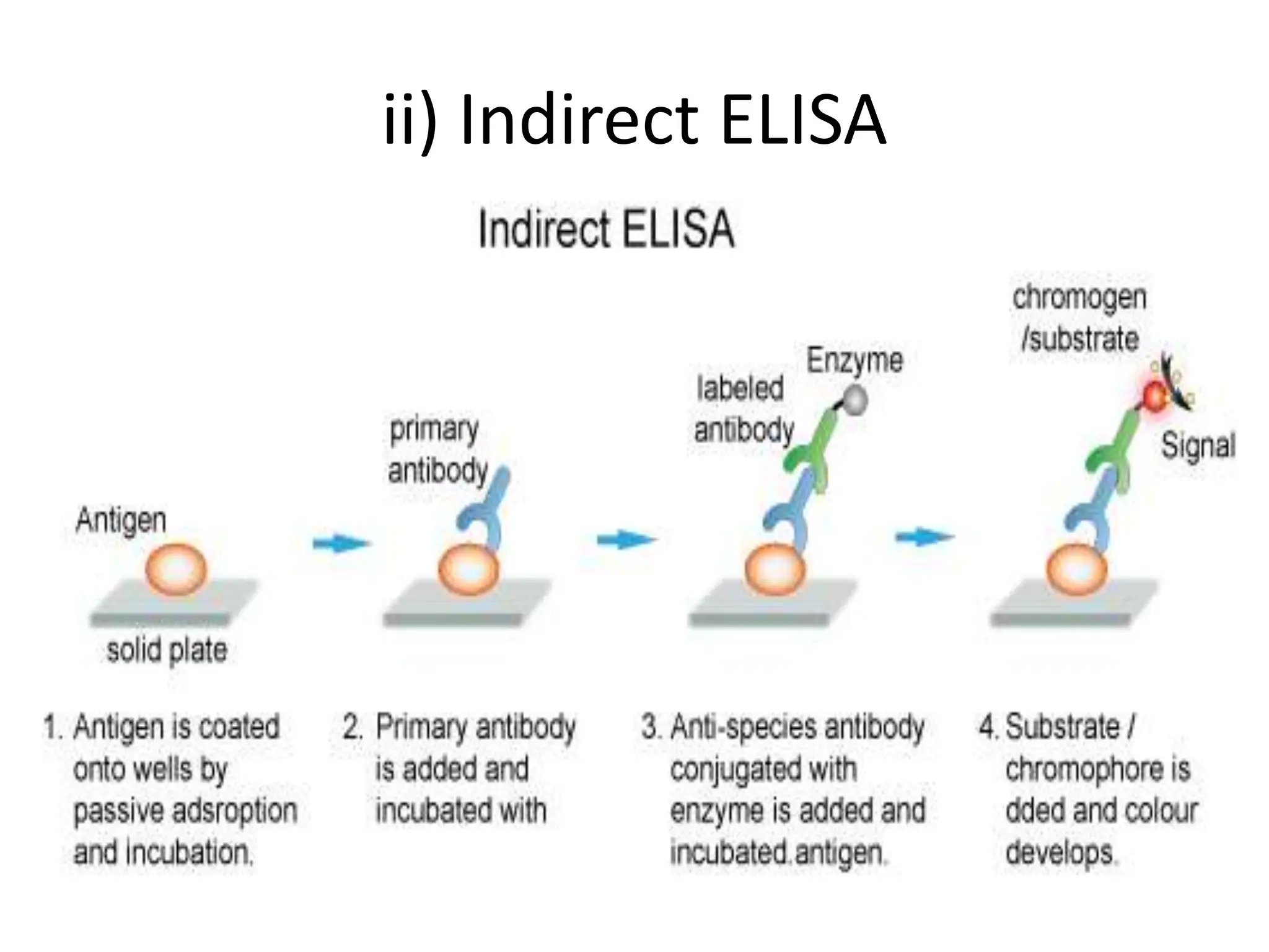 Immunoassay ELISA_ppt.pptx
