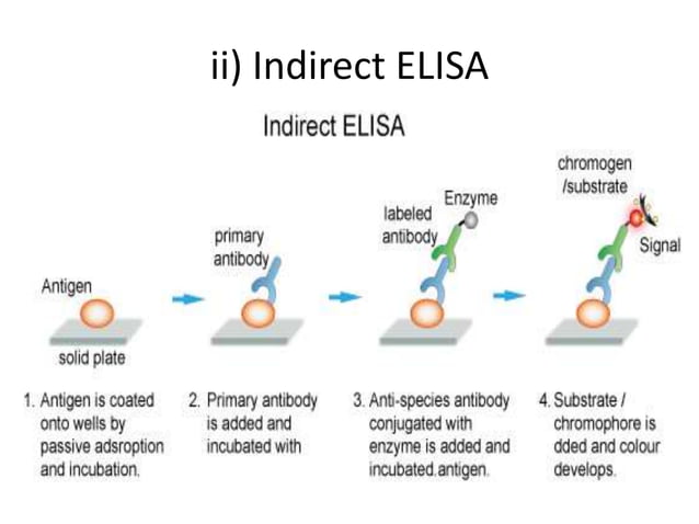 Immunoassay ELISA_ppt.pptx