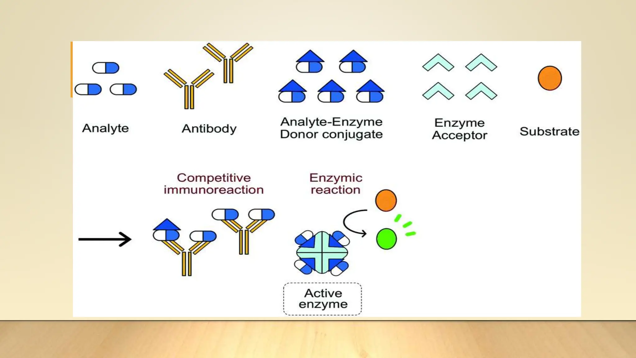 immunoassay of digoxin.pptx (analytical methods of immunoassay) | PPTX