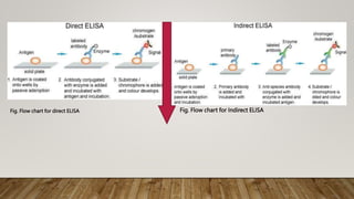 Theoretical Basis and Optimization of Immunoassay .pptx