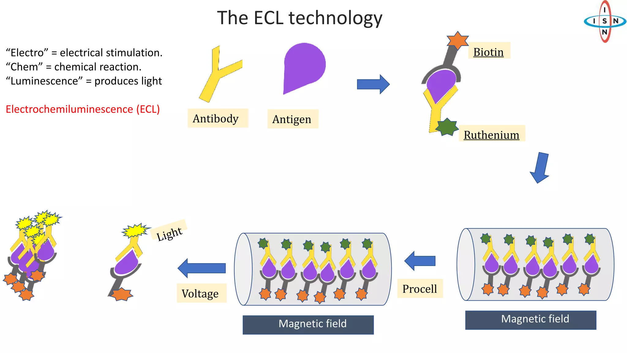 Immunoassay principles - Gideon Etowa | PPTX | Chemistry | Science