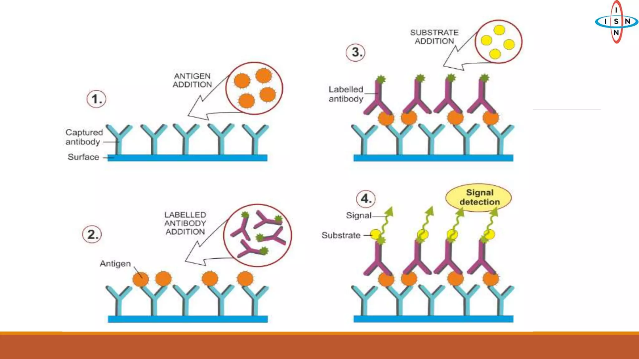 Immunoassay principles - Gideon Etowa | PPTX | Chemistry | Science