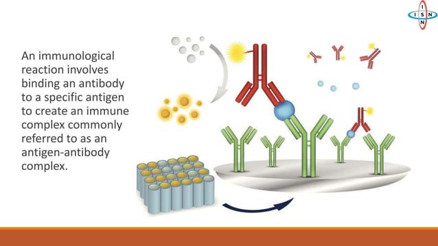 Immunoassay principles - Gideon Etowa | PPTX | Chemistry | Science