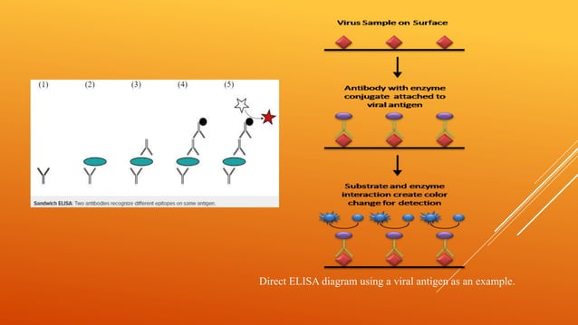 Immunoassays - ELISA | PPT
