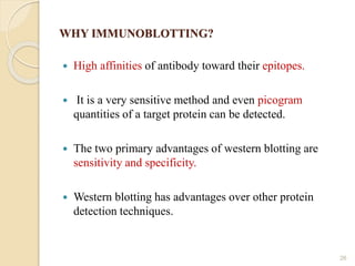 Immunoblotting | PPTX | Genetics | Science