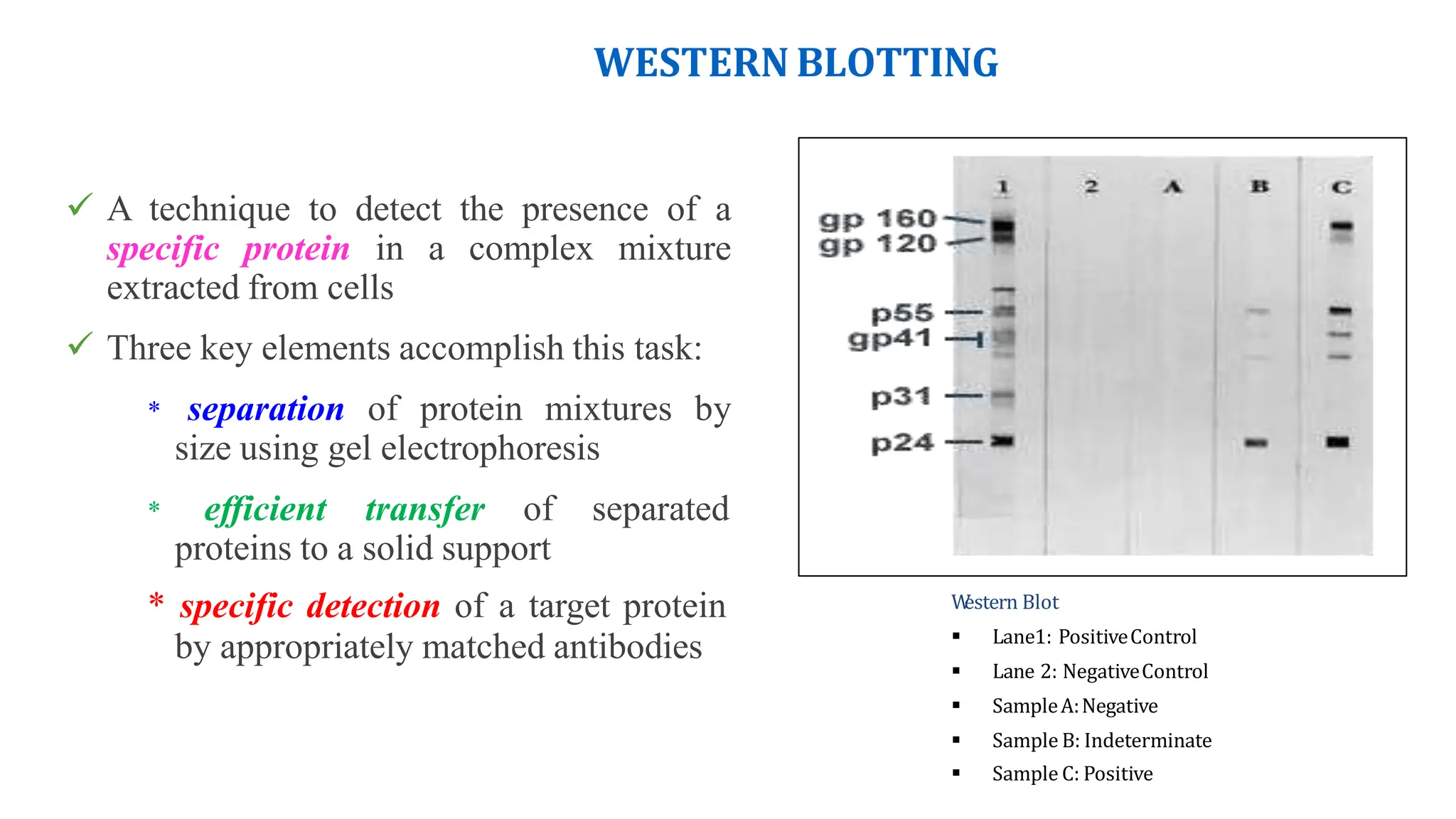 Immunoblotting-techniques-Class. Biotechnologypptx | PPTX