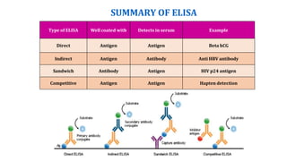 Immunoblotting-techniques-Class. Biotechnologypptx | PPTX
