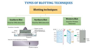 Immunoblotting-techniques-Class. Biotechnologypptx | PPTX