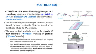 Immunoblotting-techniques-Class. Biotechnologypptx | PPTX