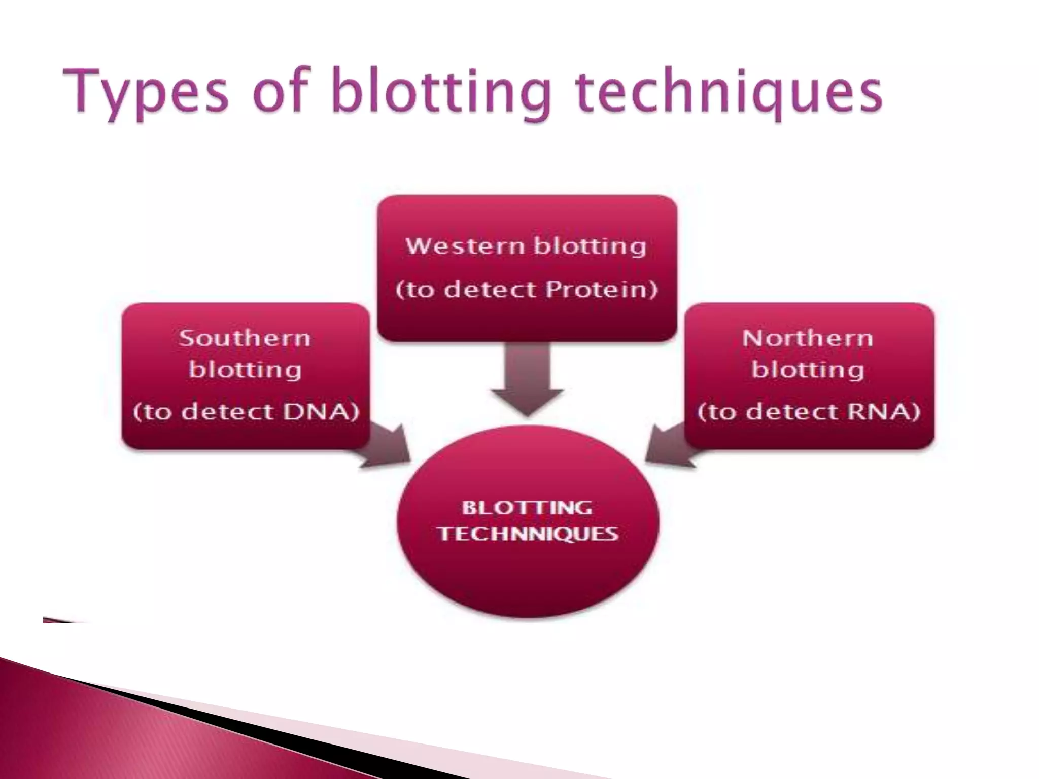 Immunoblotting techniques-ELISA, Western blotting, Southern blotting | PPTX