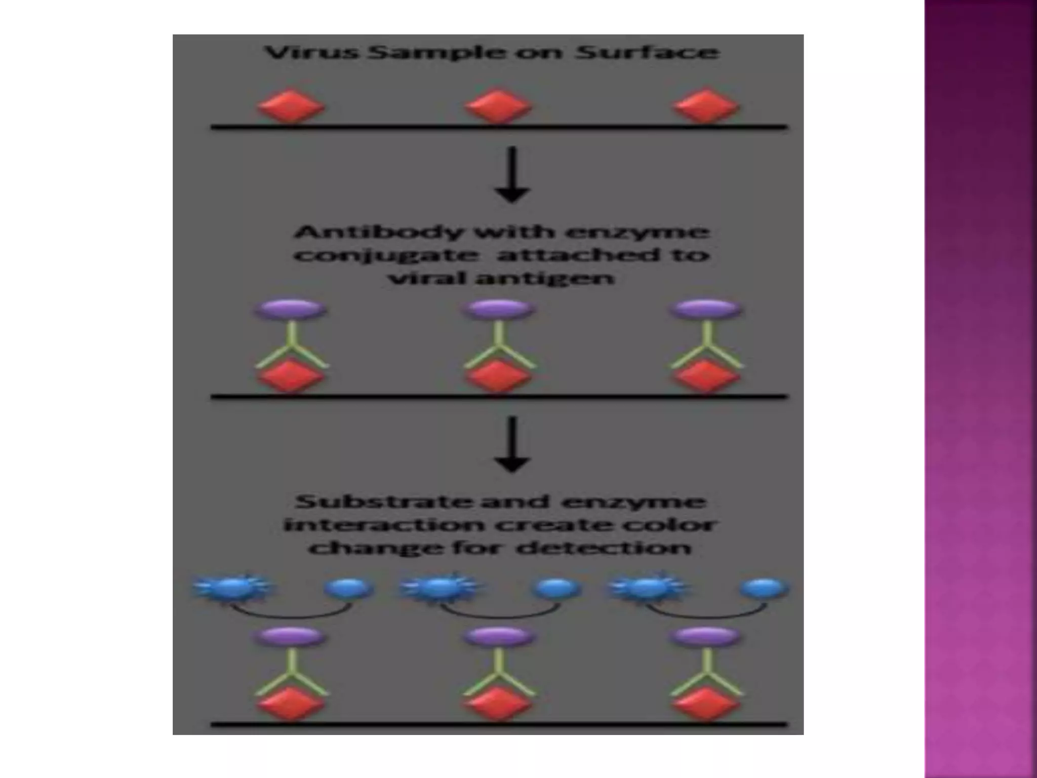 Immuno blotting techniques | PPTX