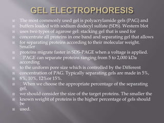 immunoblotting techniques.pptx