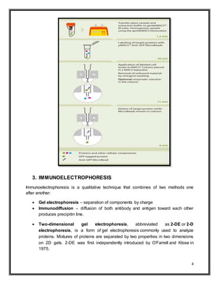 Immunochemical techniques | DOCX