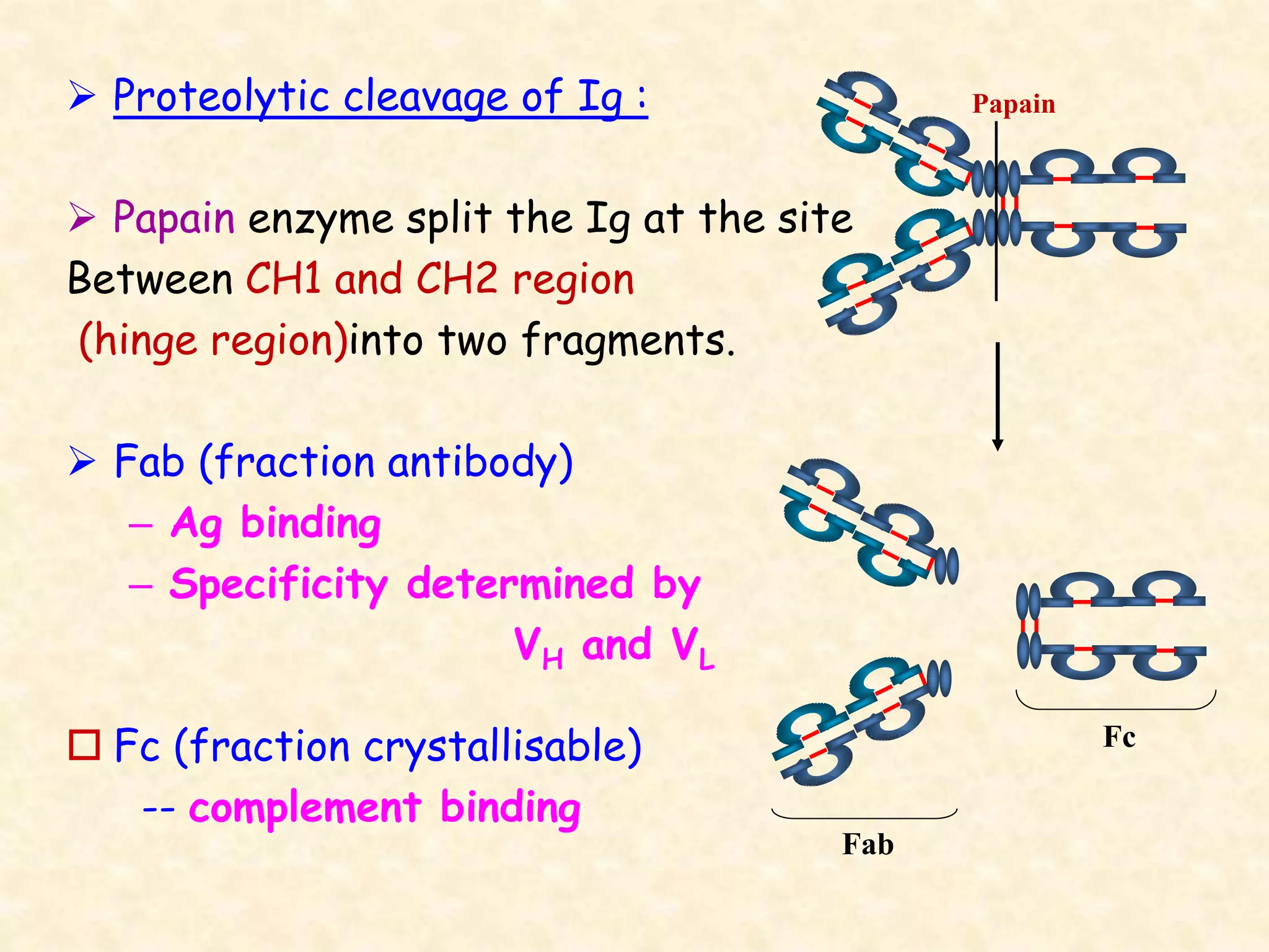 Immunoglobulins | PPSX