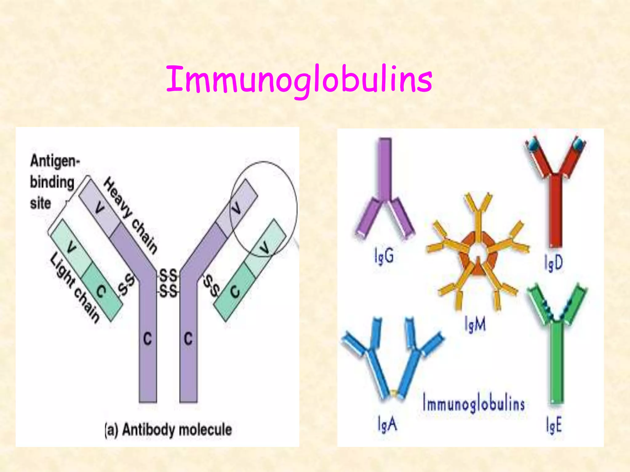 Immunoglobulins | PPSX