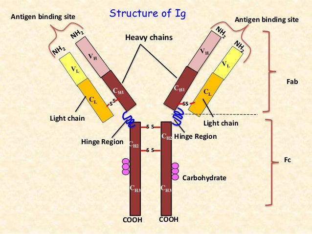 Immunoglobulins