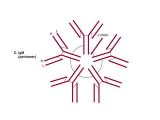 Immunochemistry | PPTX