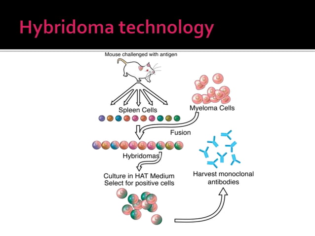 Immunochemistry | PPTX